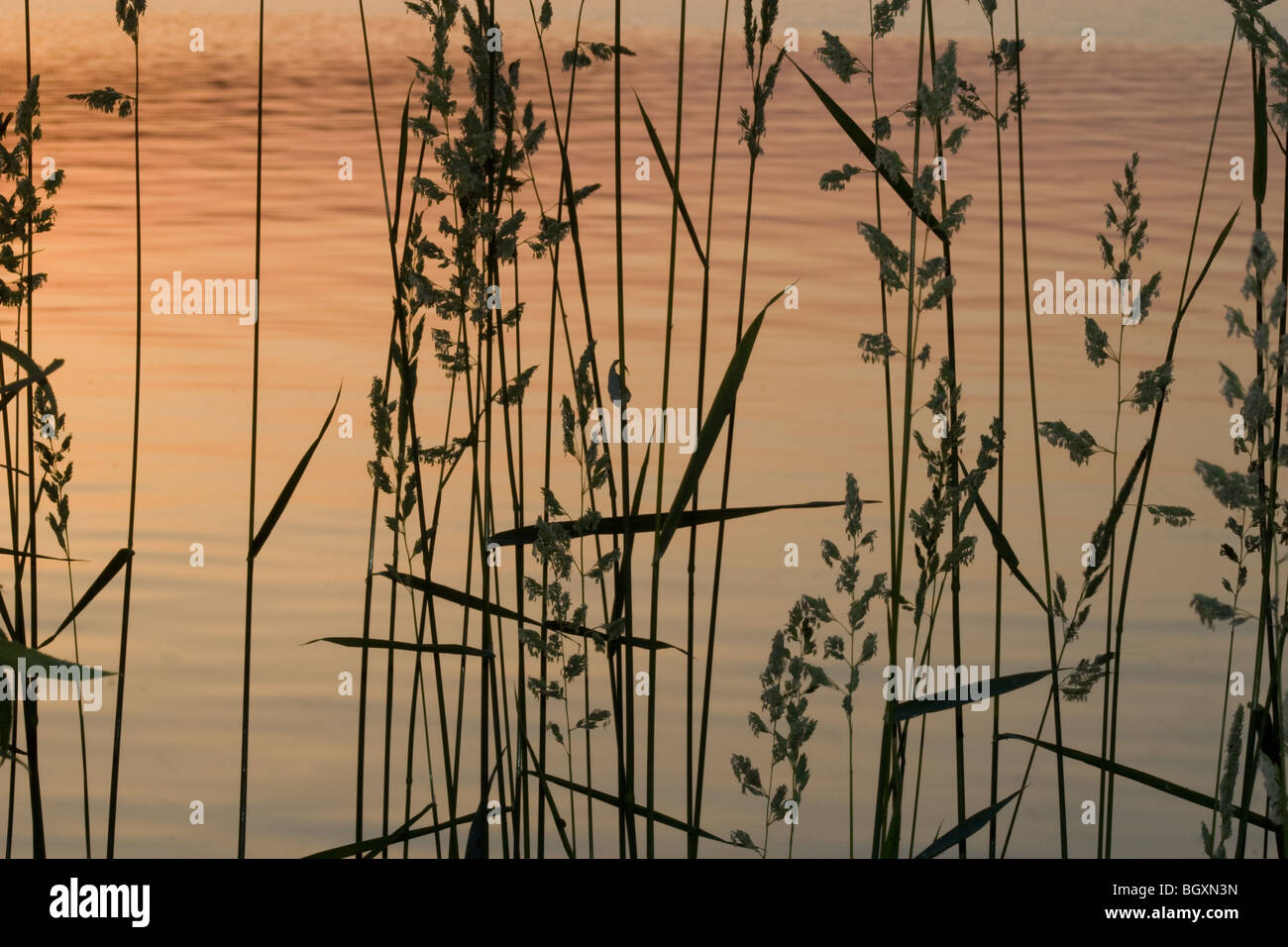 Water and grasses hi-res stock photography and images - Alamy