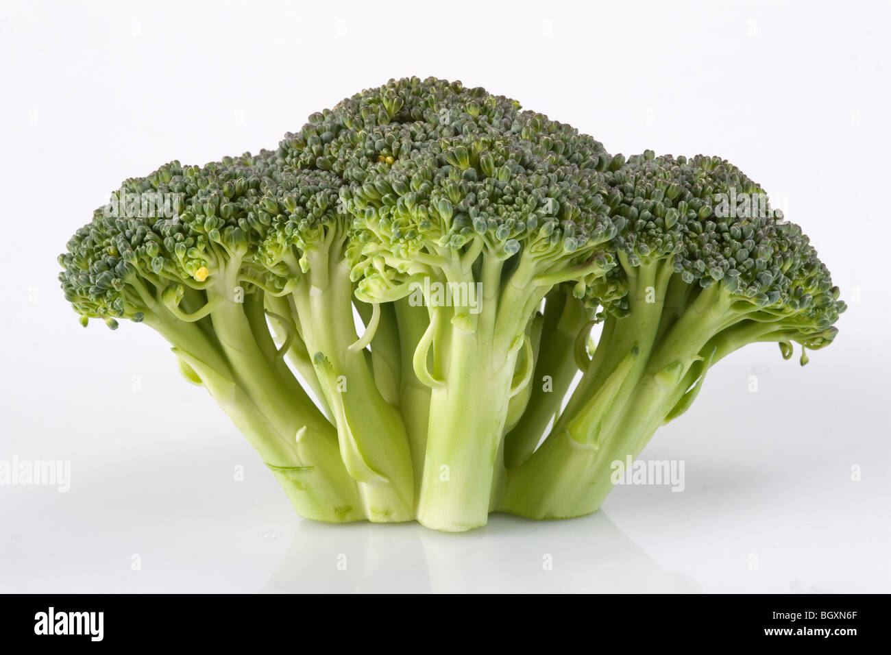 Forest green rich vegetation hi-res stock photography and images - Alamy