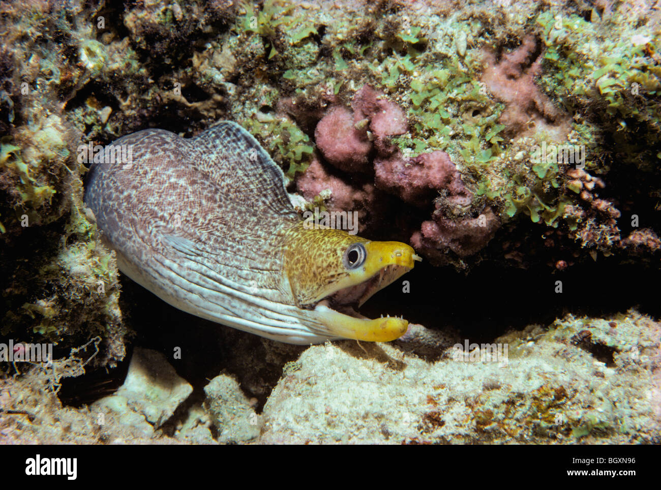 Undulated Moray Eel (Gymnothorax undulatus) hunts at night; Red Sea ...