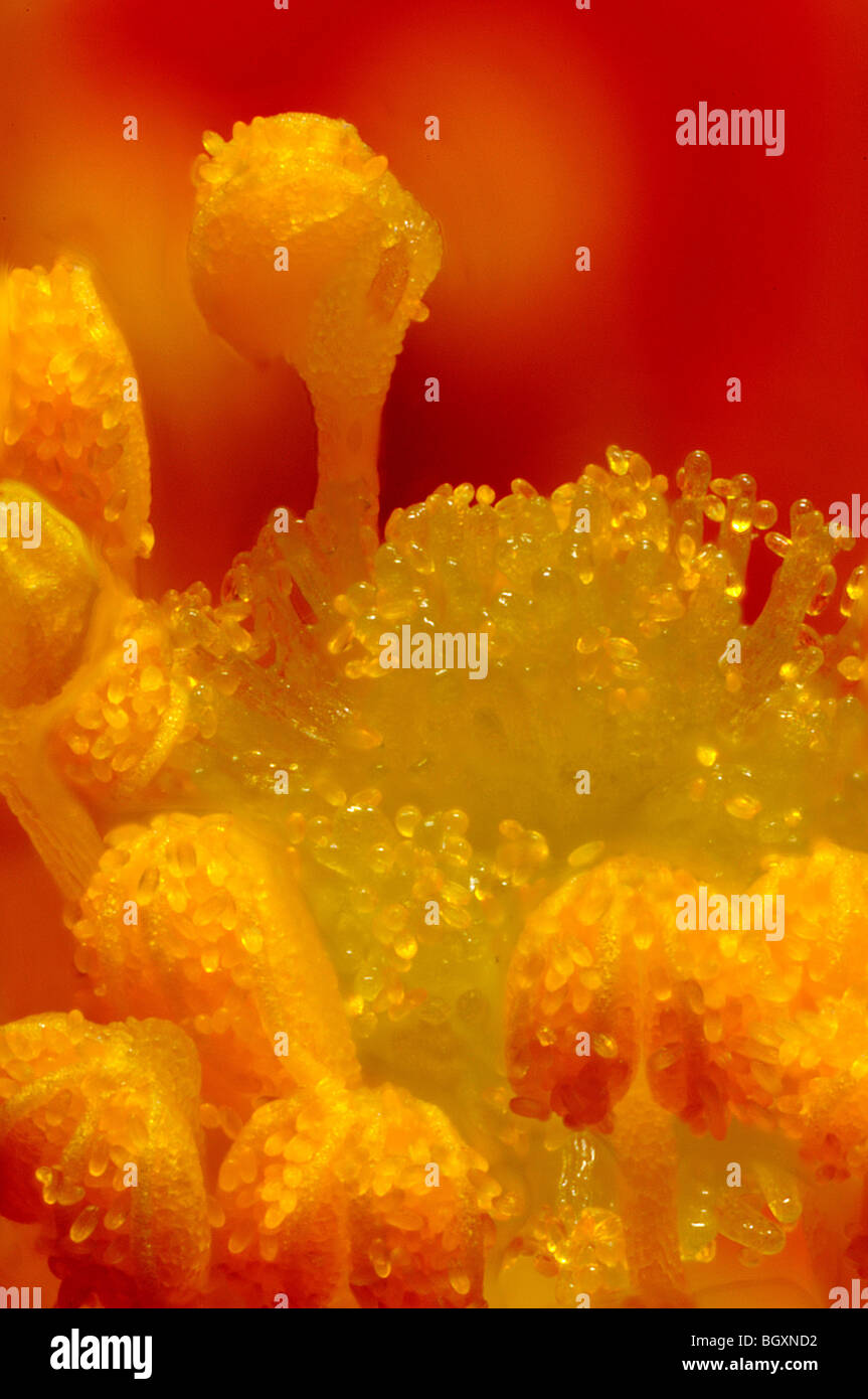 The centre of a rock rose (helianthemum spp) showing the pollen ...