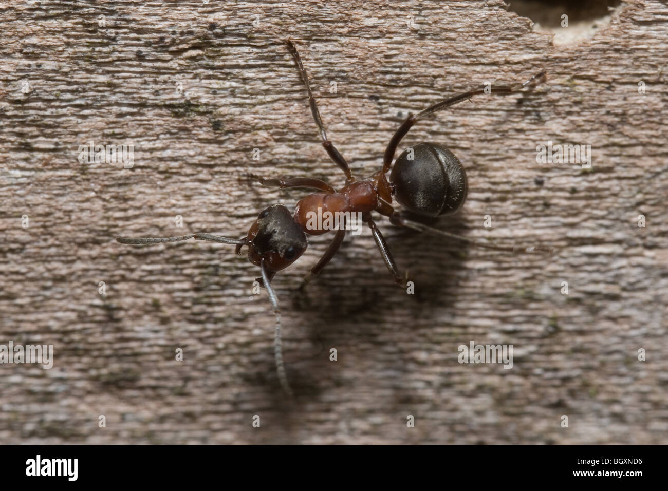 Giant ants hi-res stock photography and images - Alamy