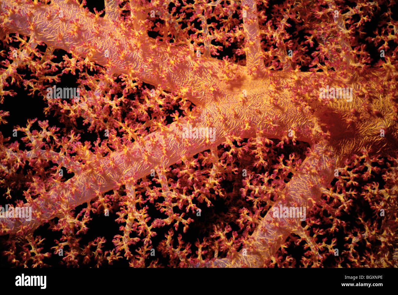 Polyps open to feed at night hi-res stock photography and images - Alamy