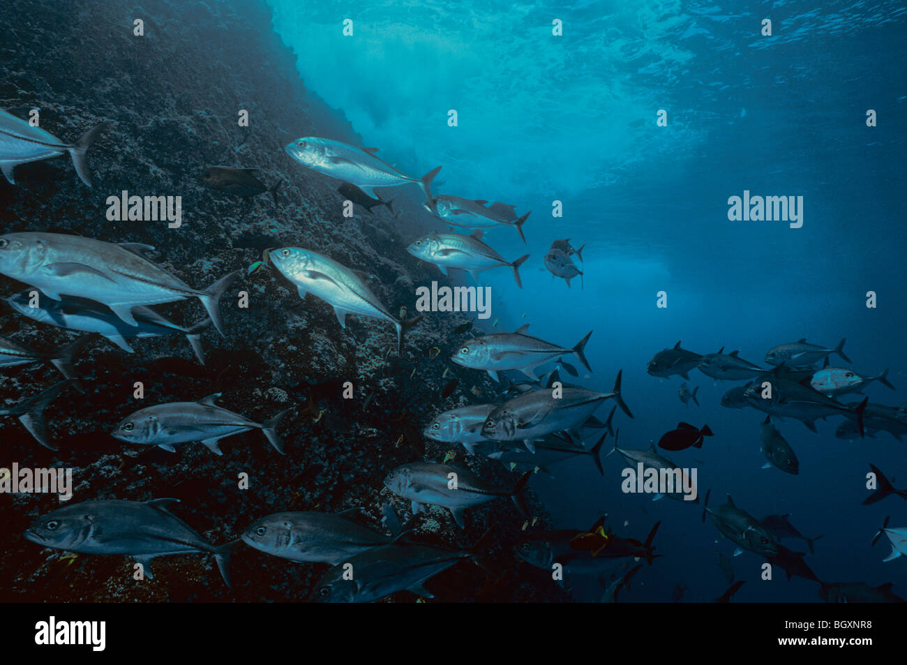 Green Jacks (Caranx caballus) schooling on coral reef Stock Photo - Alamy