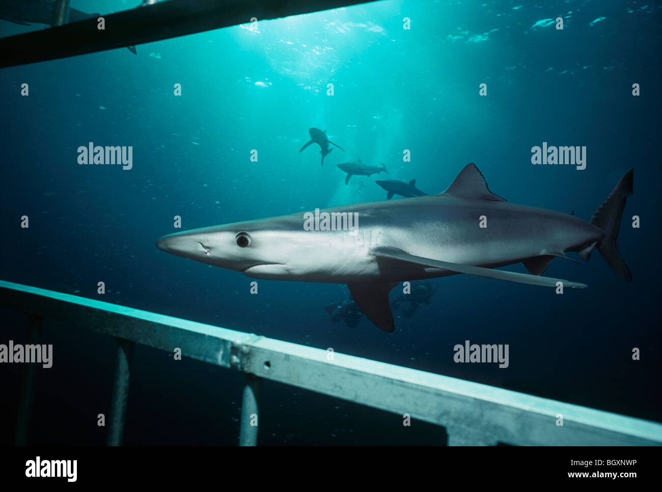 Blue Shark (Prionace glauca) approaching dive cage with two divers and ...