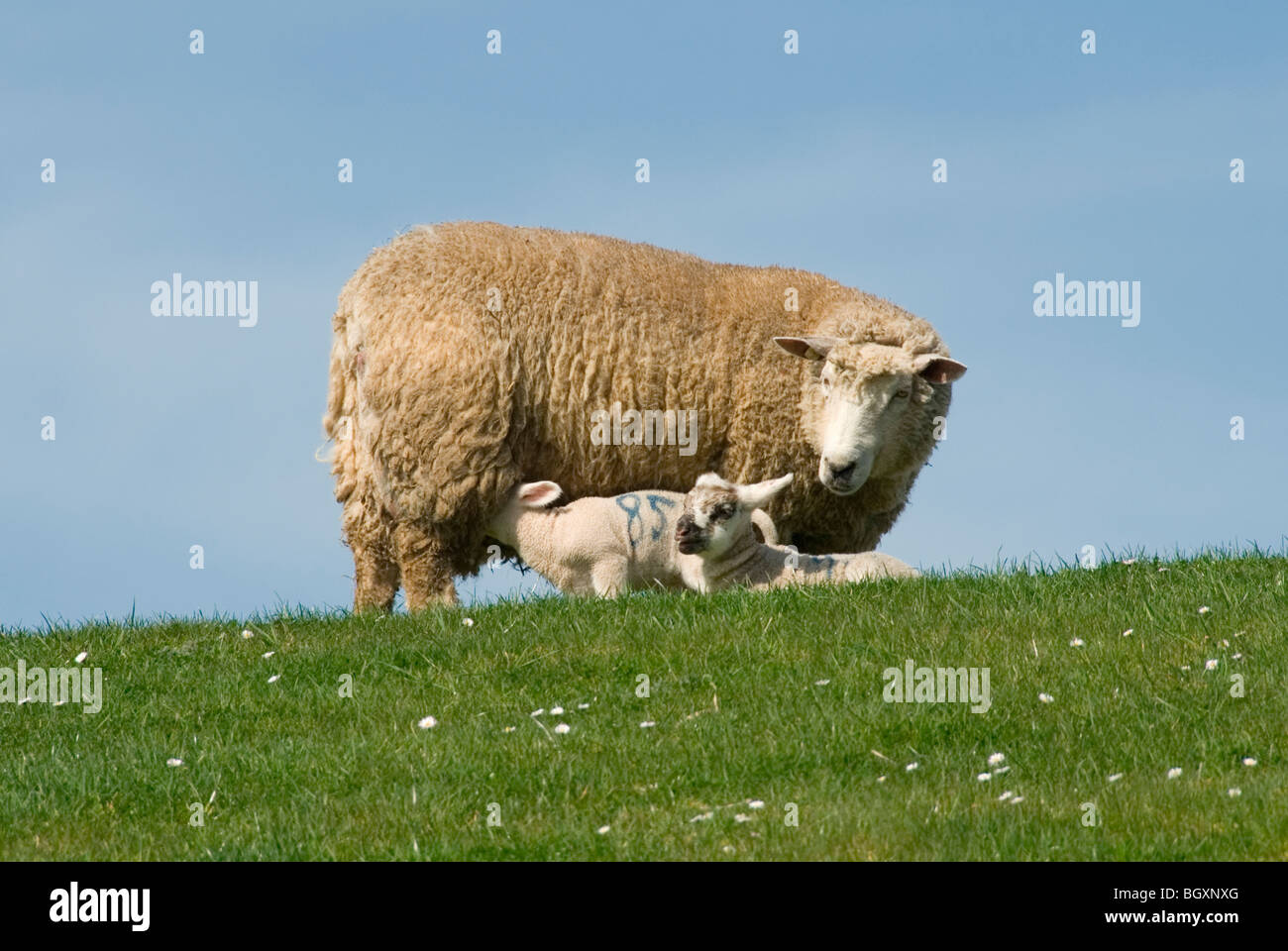 Germany sheep hi-res stock photography and images - Alamy