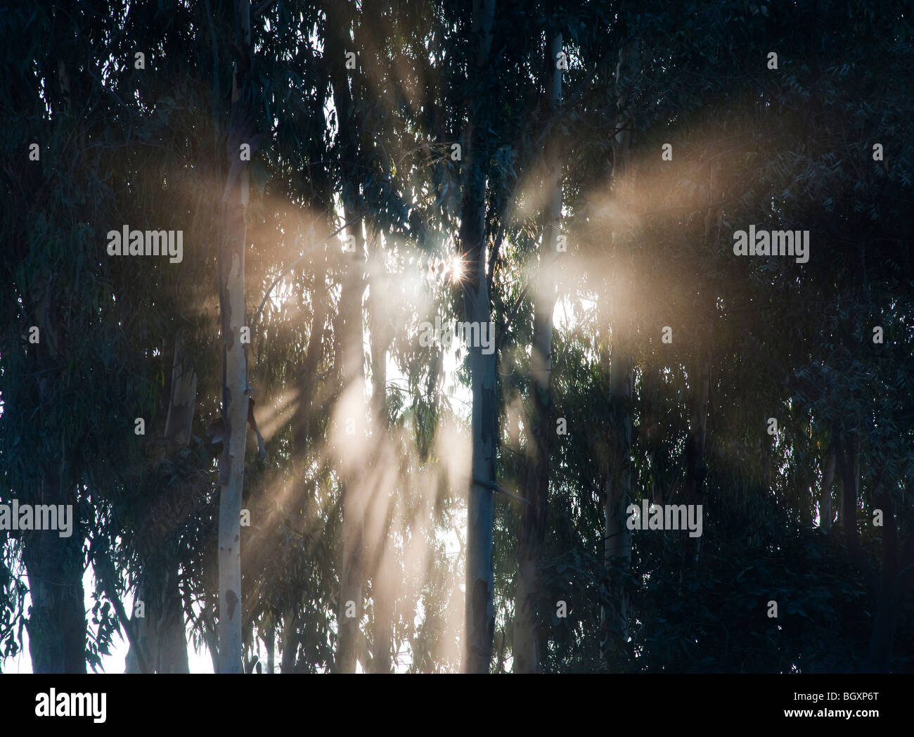 Sunbursts through the trees hi-res stock photography and images - Alamy