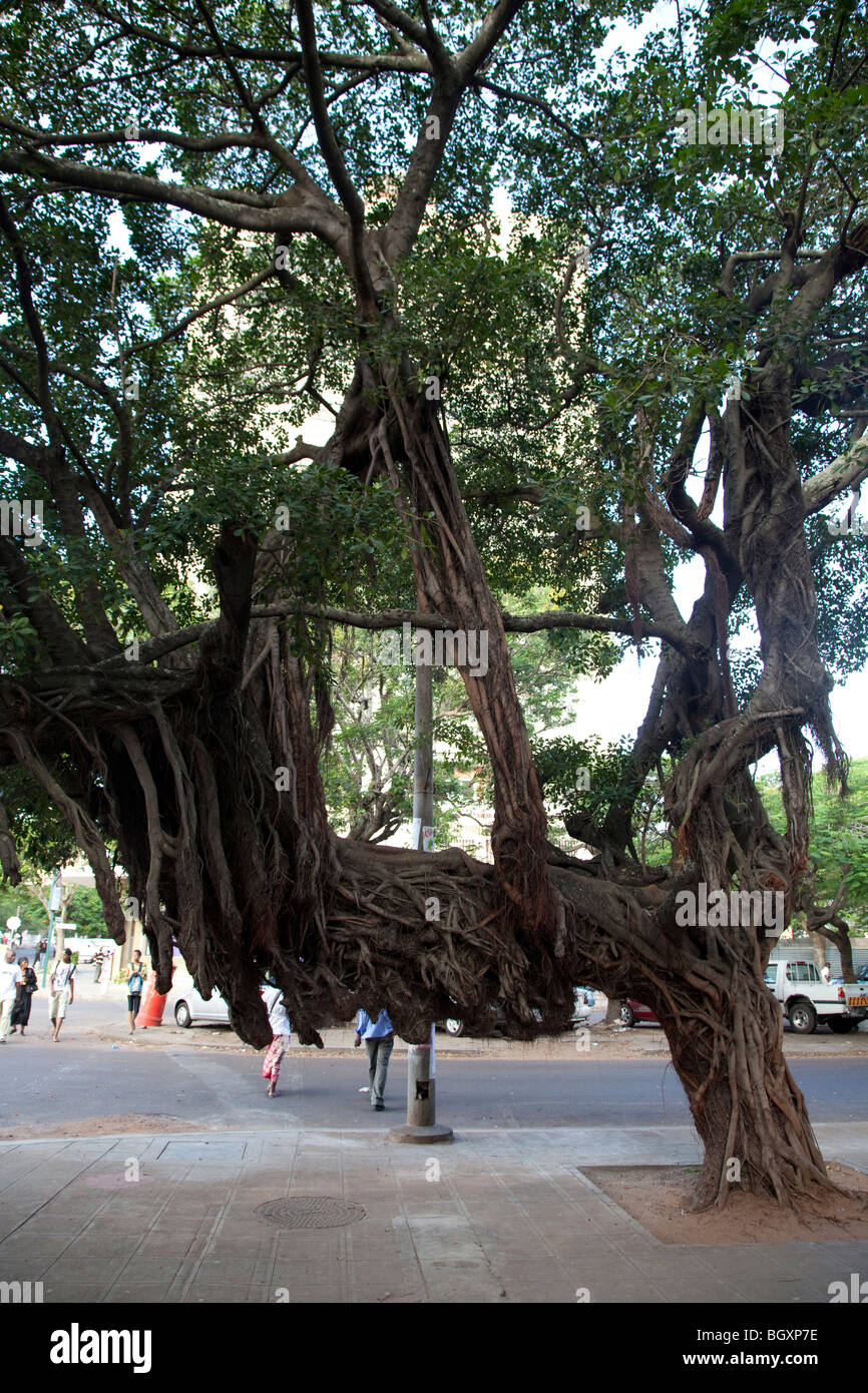 Unique tree in Maputo, Mozambique, East Africa Stock Photo - Alamy