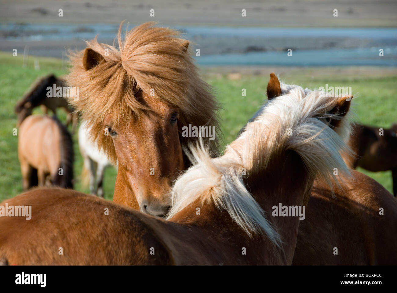 Hordes of horses hi-res stock photography and images - Alamy