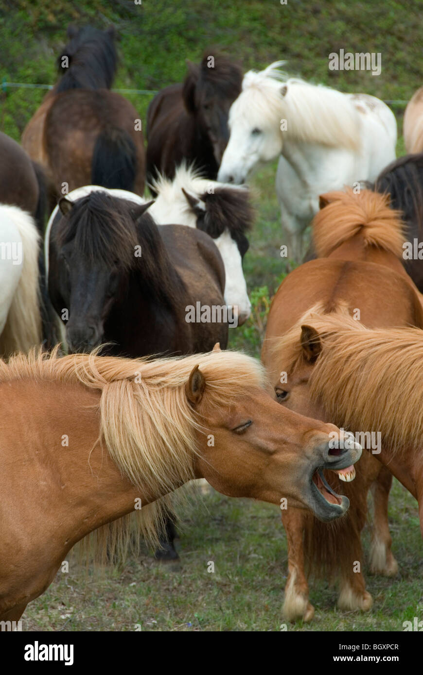 Hordes of horses hi-res stock photography and images - Alamy