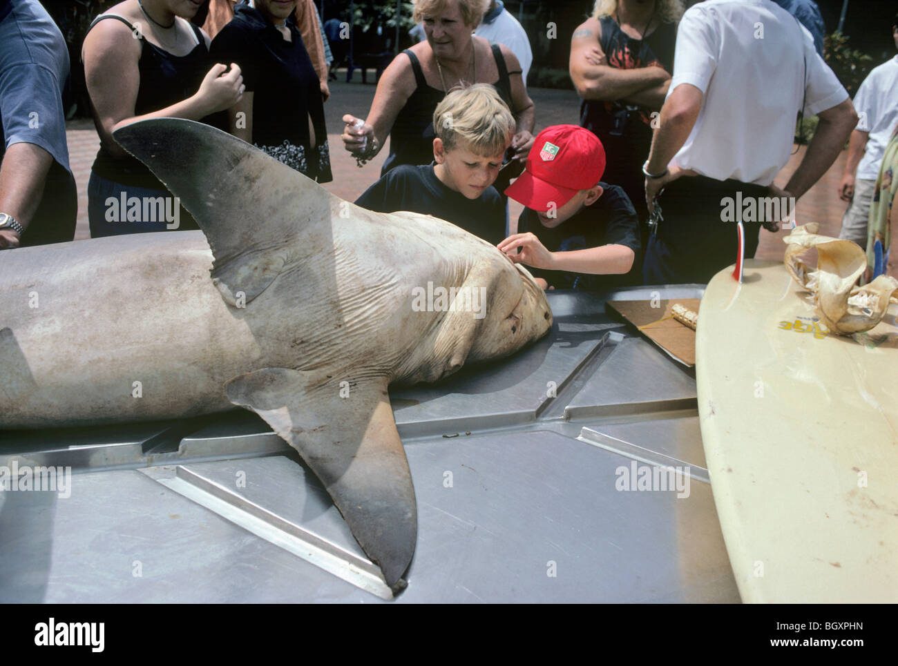 World Record Bull Shark