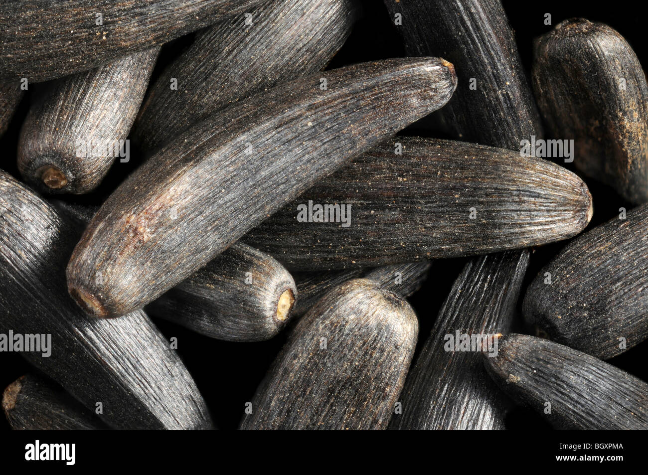 Nyjer seeds hi-res stock photography and images - Alamy
