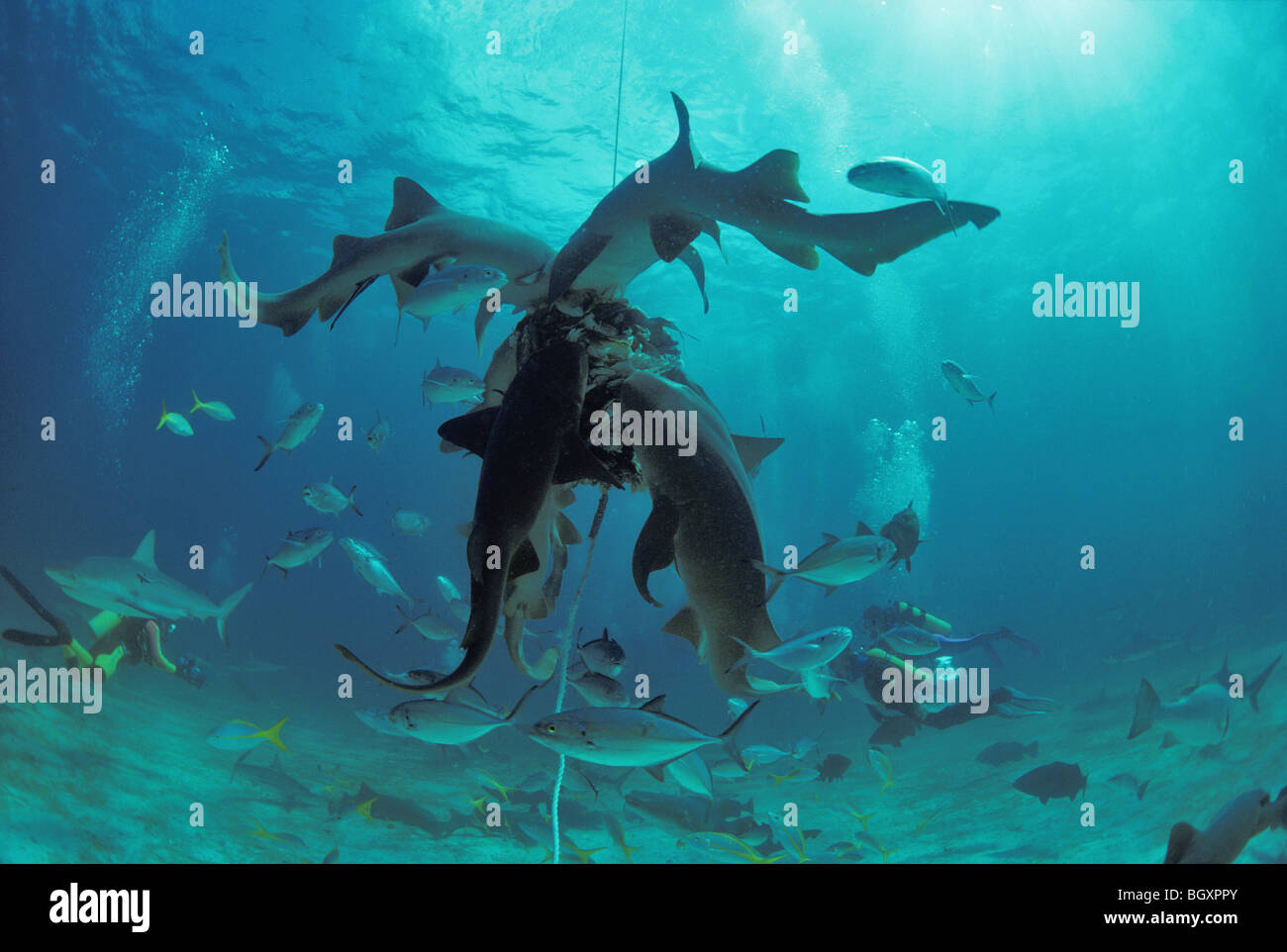 Shark feeding floor hi-res stock photography and images - Alamy