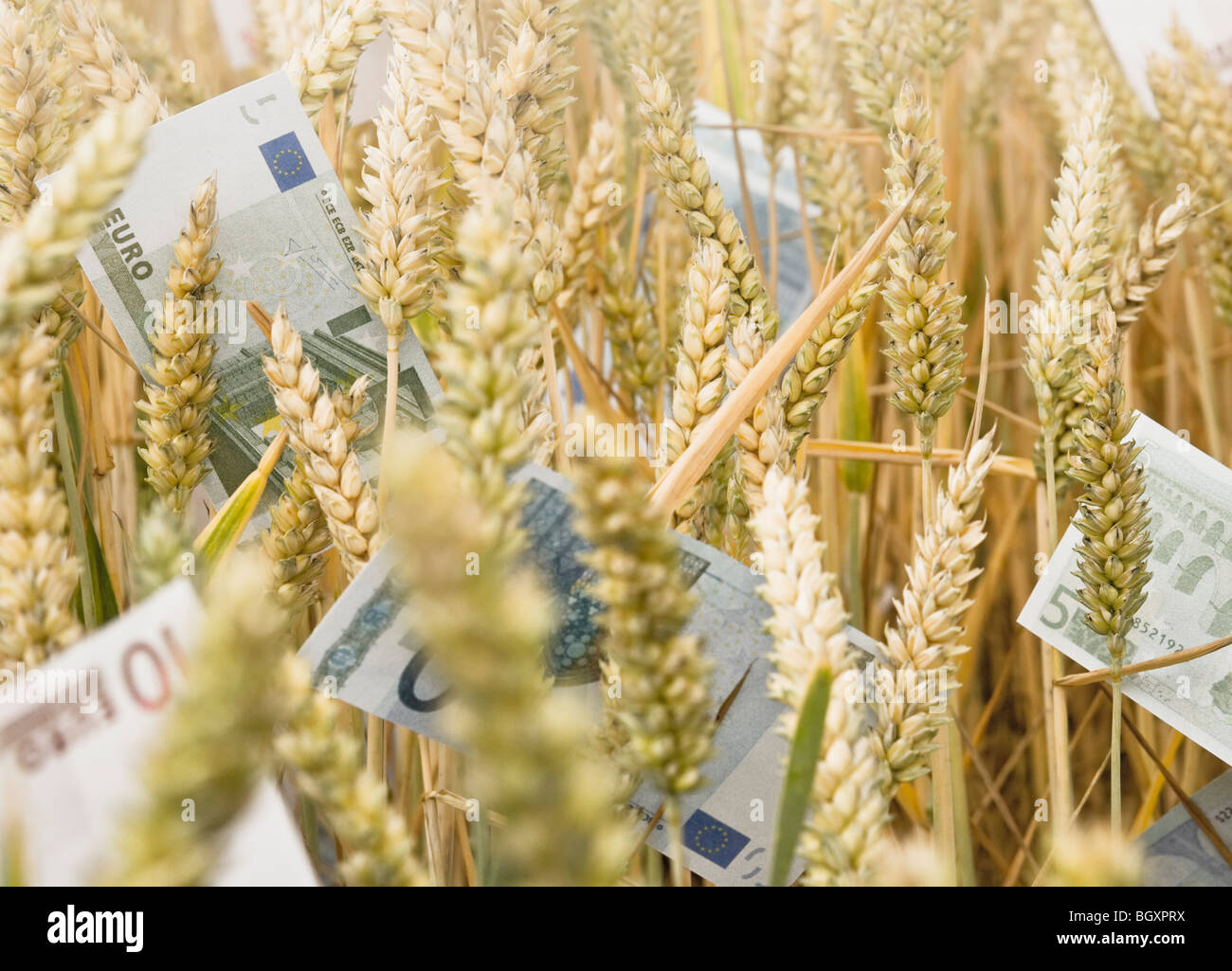 Wheat Field with money Stock Photo - Alamy