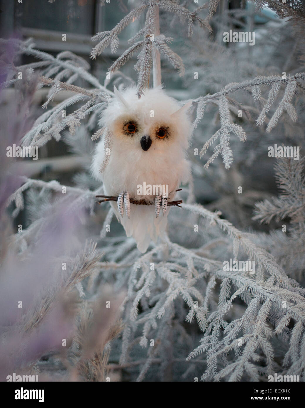 Owl winter hi-res stock photography and images - Alamy