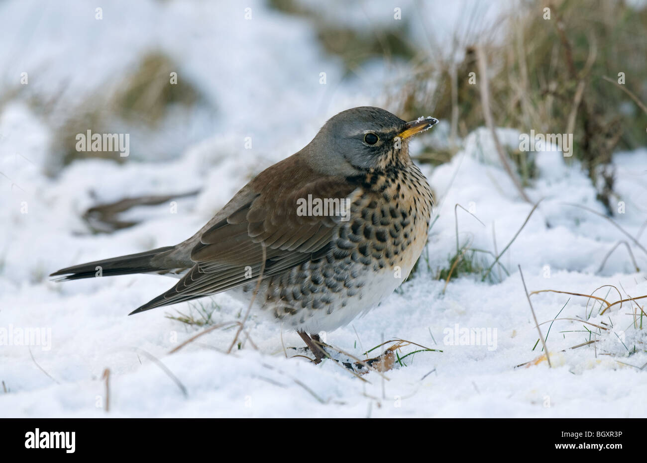 Fieldfare in snow Stock Photo - Alamy
