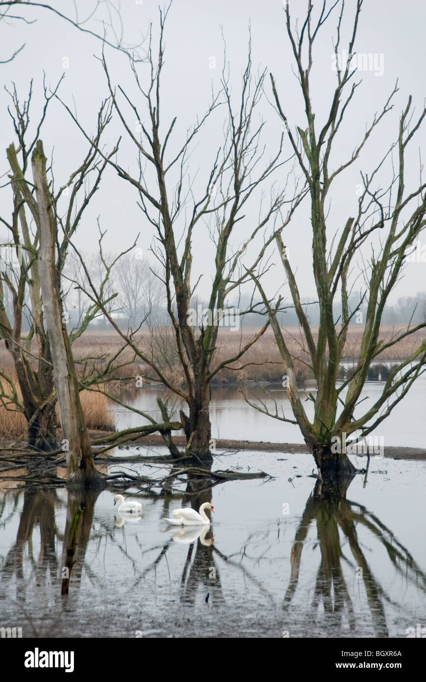 Peine lower saxony german hi-res stock photography and images - Alamy