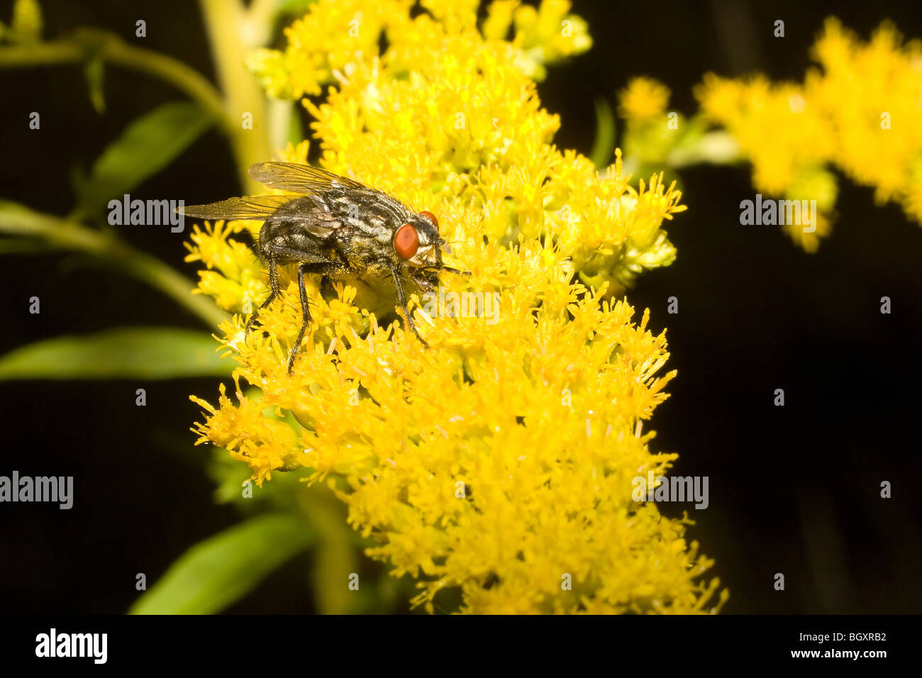 Body parts fly hi-res stock photography and images - Alamy