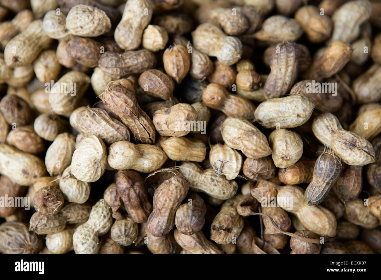 Natural shell structures hi-res stock photography and images - Alamy