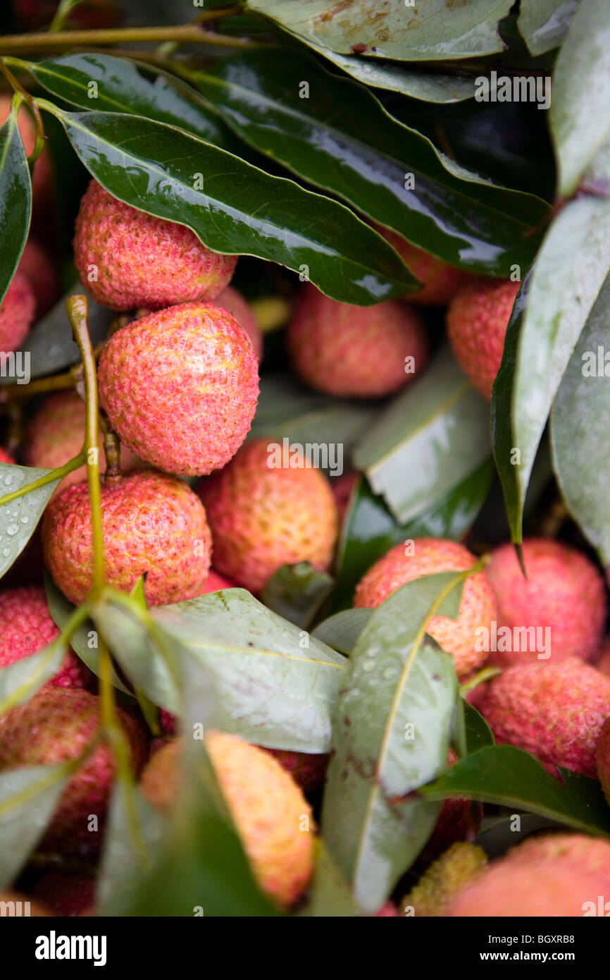 Lichu hi-res stock photography and images - Alamy