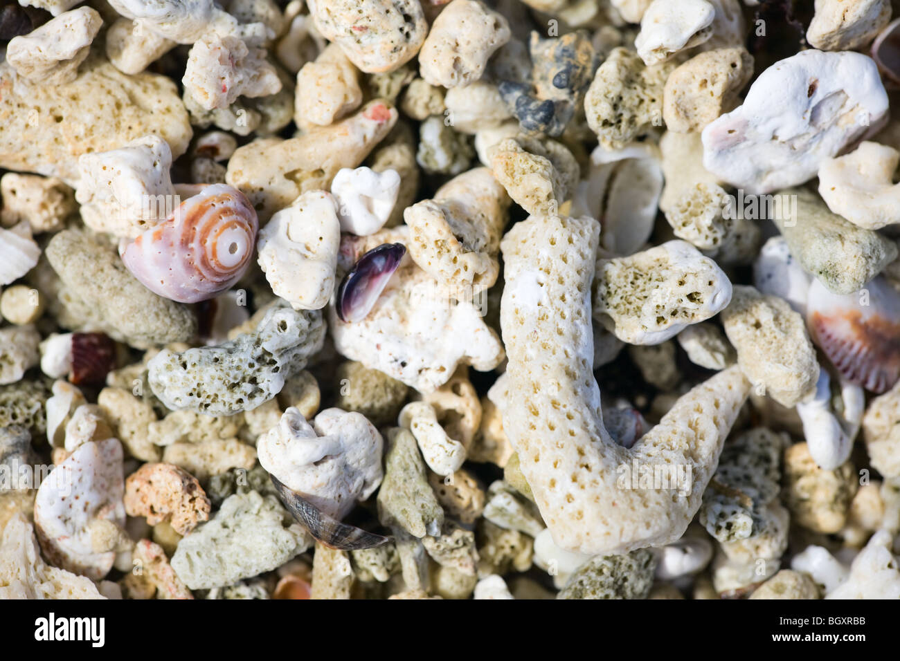 Marine shell structures hi-res stock photography and images - Alamy