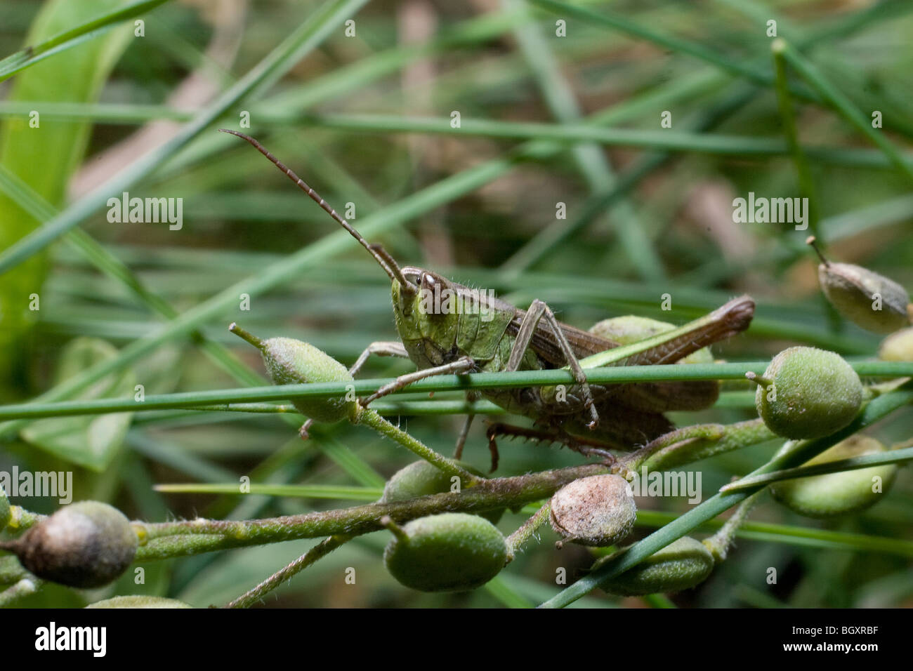 Green locust legs hi-res stock photography and images - Alamy
