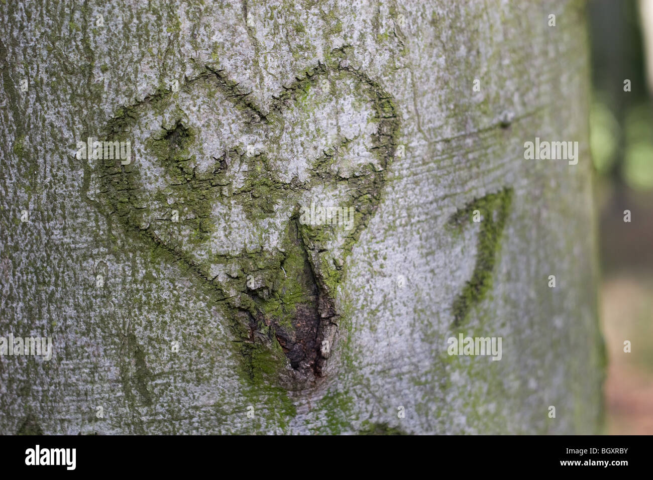 Wounds of tree hi-res stock photography and images - Alamy