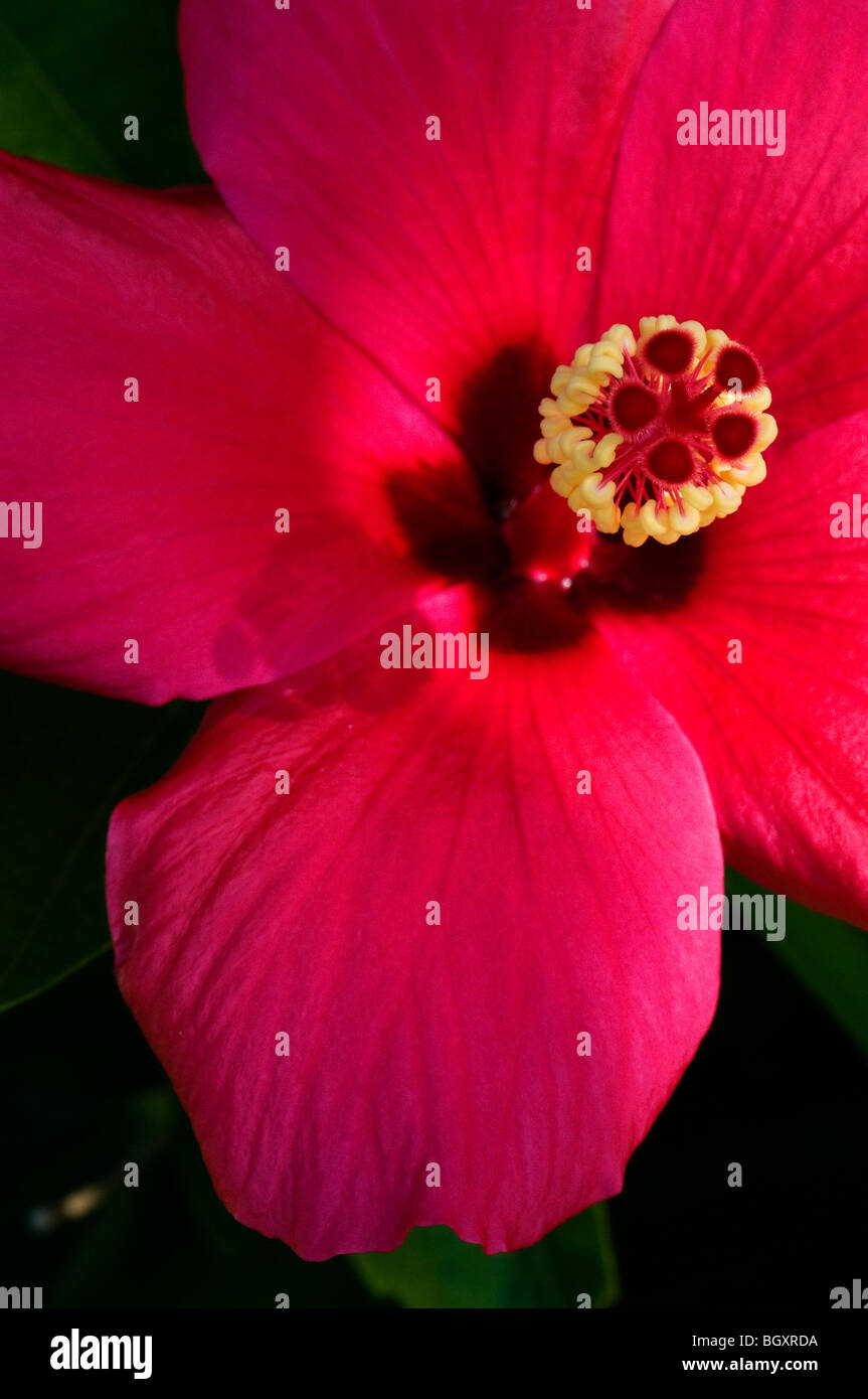 Plant flower roots hi-res stock photography and images - Alamy