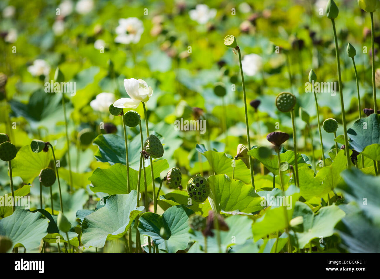 Summer lily tropical ponds hi-res stock photography and images - Alamy