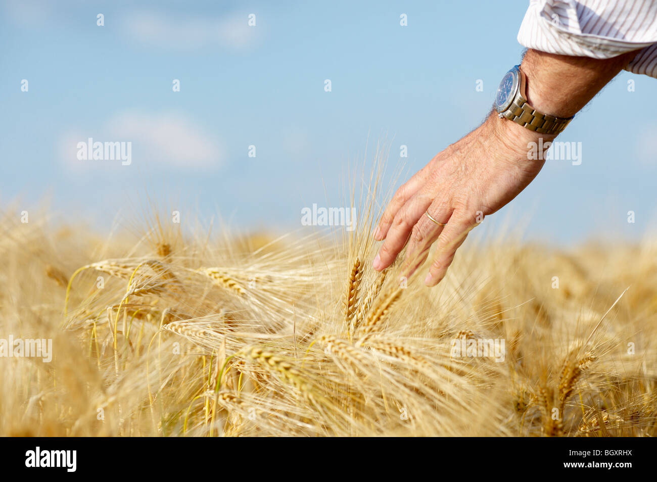 Hand of a man caressing the wheat field Stock Photo - Alamy