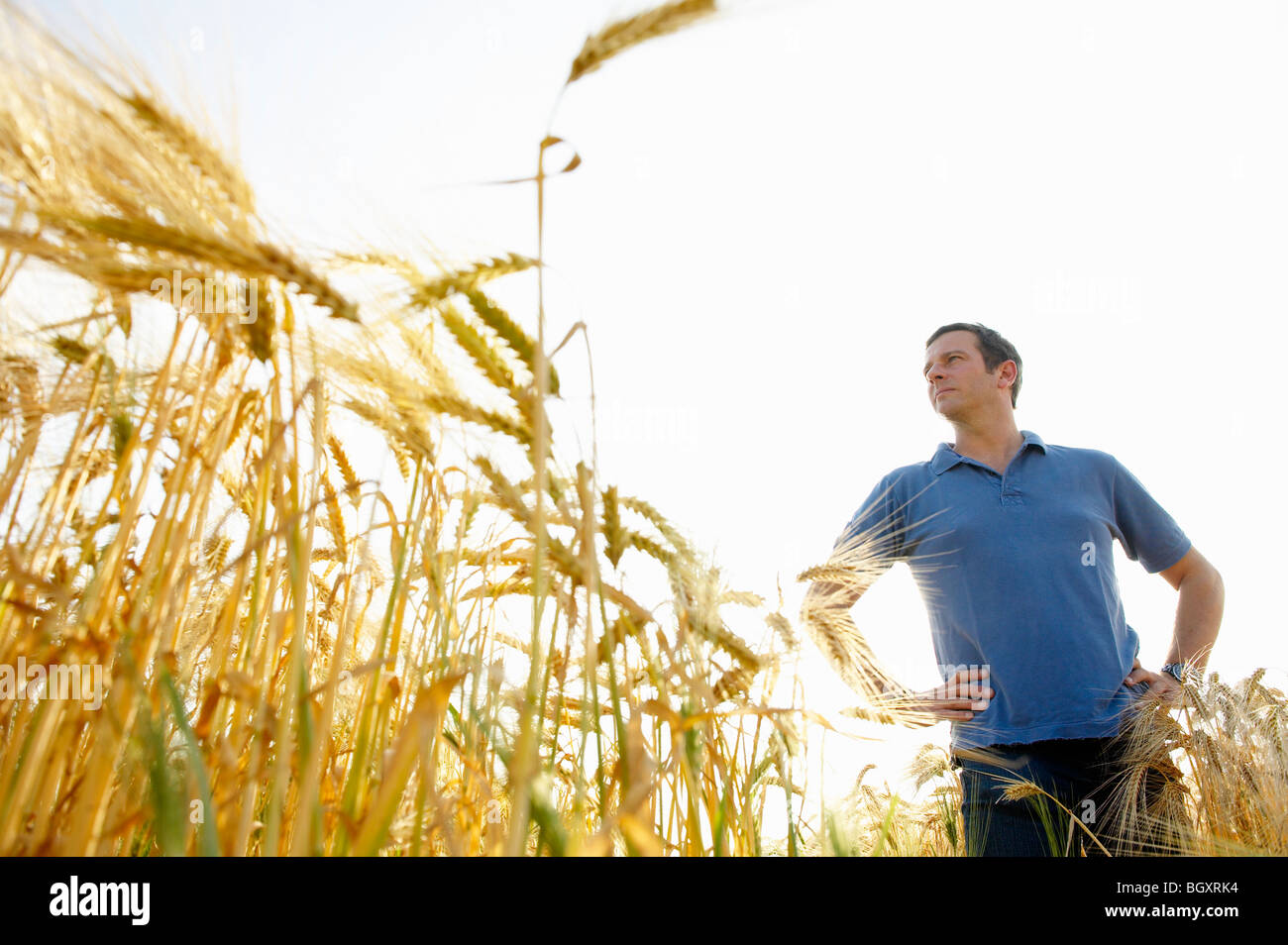 Man standing in a wheat field Stock Photo - Alamy