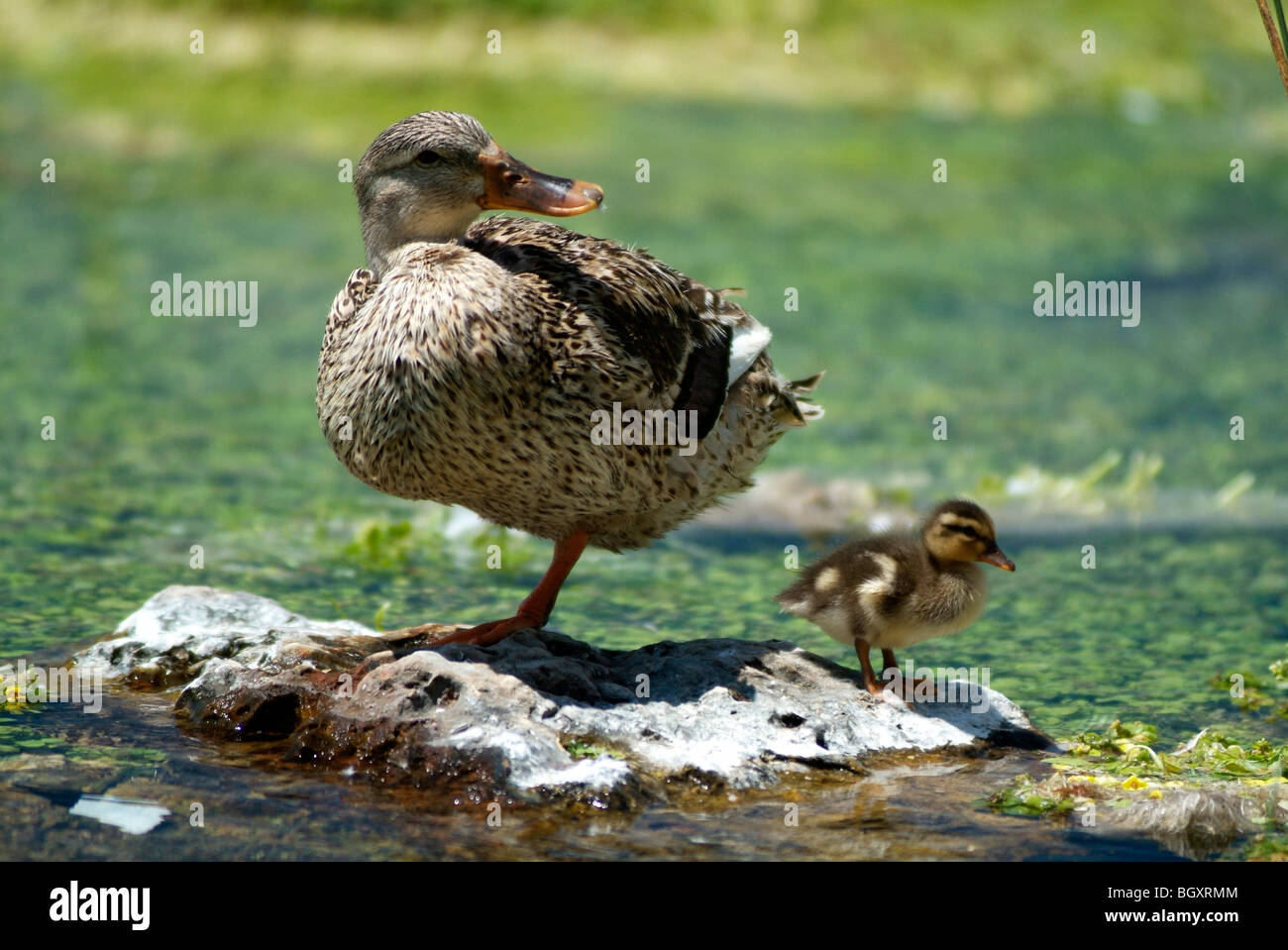 Birde hi-res stock photography and images - Alamy