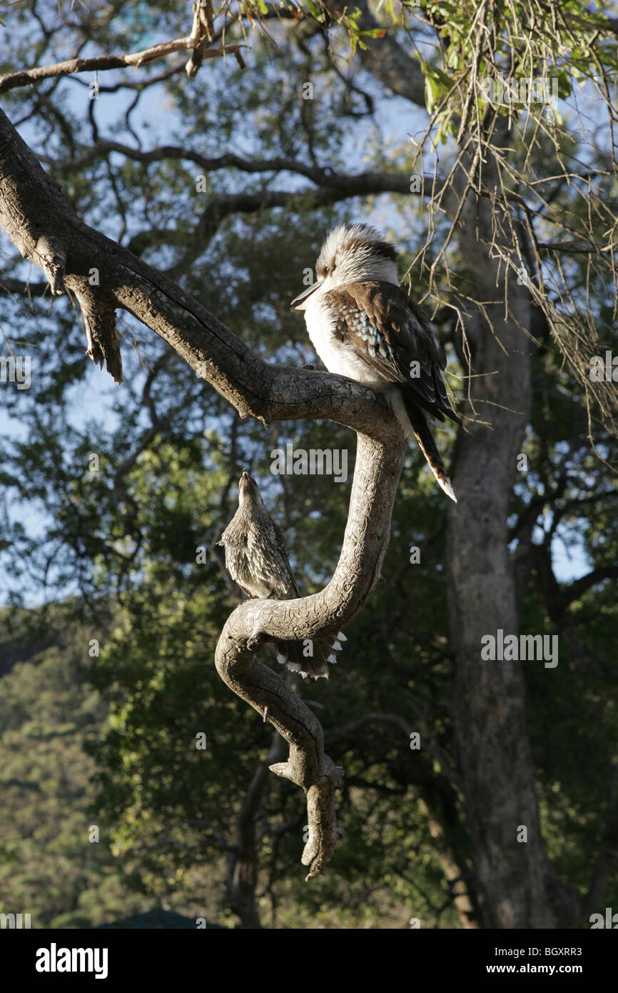 Kookaburra australia forest trees bird Stock Photo - Alamy