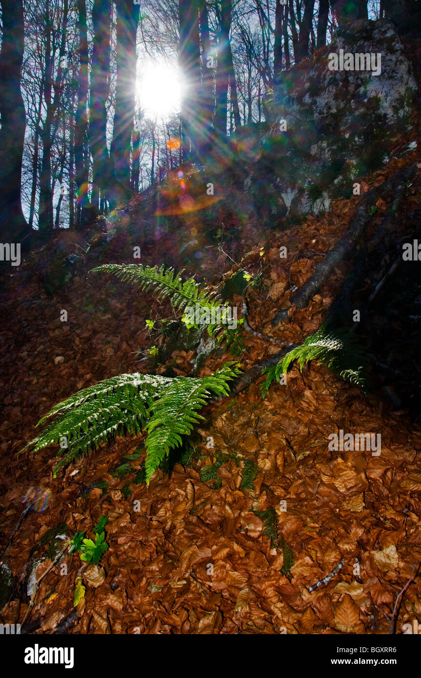tree fern in the regional park of Monti simbruini in Italy Stock Photo ...