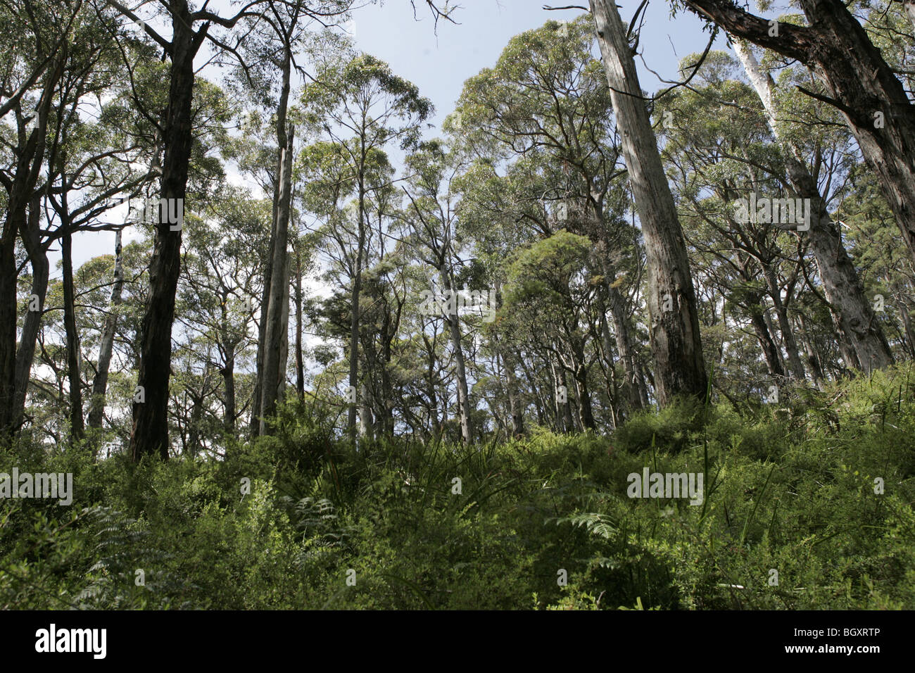 Australian forest hi-res stock photography and images - Alamy