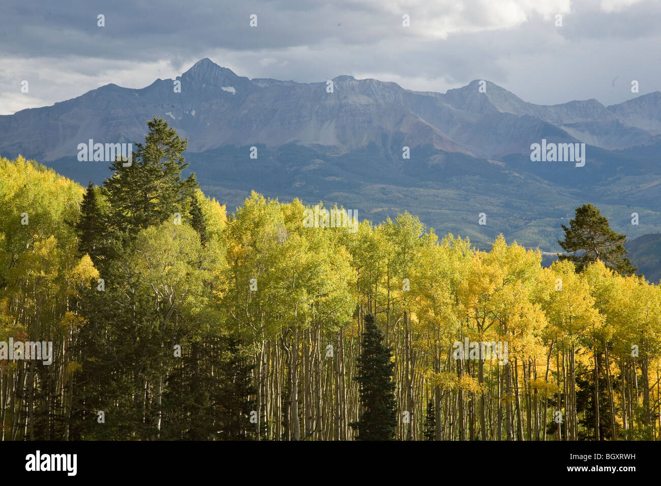 Aspen trees, Populus tremuloides, with views of Mt. Wilson near ...