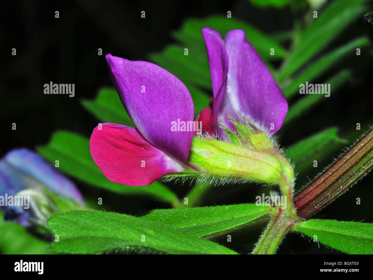 image of pea flower Stock Photo - Alamy