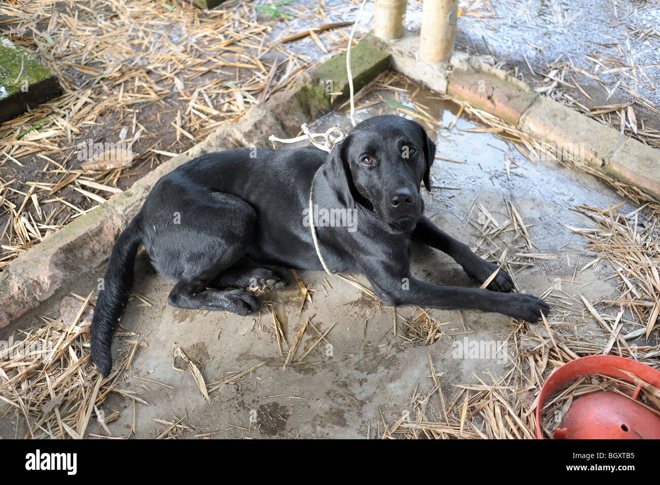 How Do You Cool Down A Black Dog