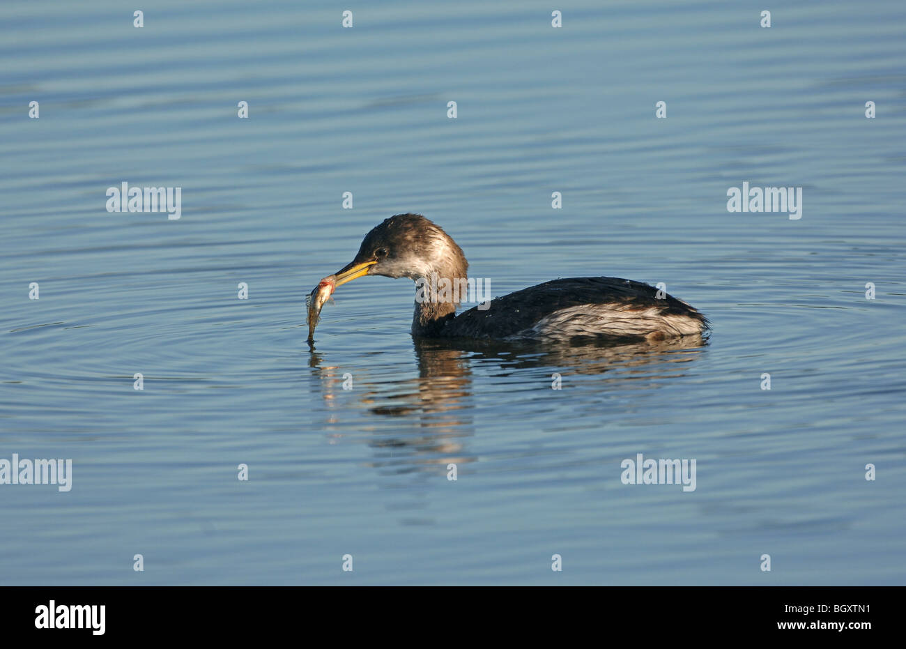 Red-necked Grebe with a fish Stock Photo - Alamy