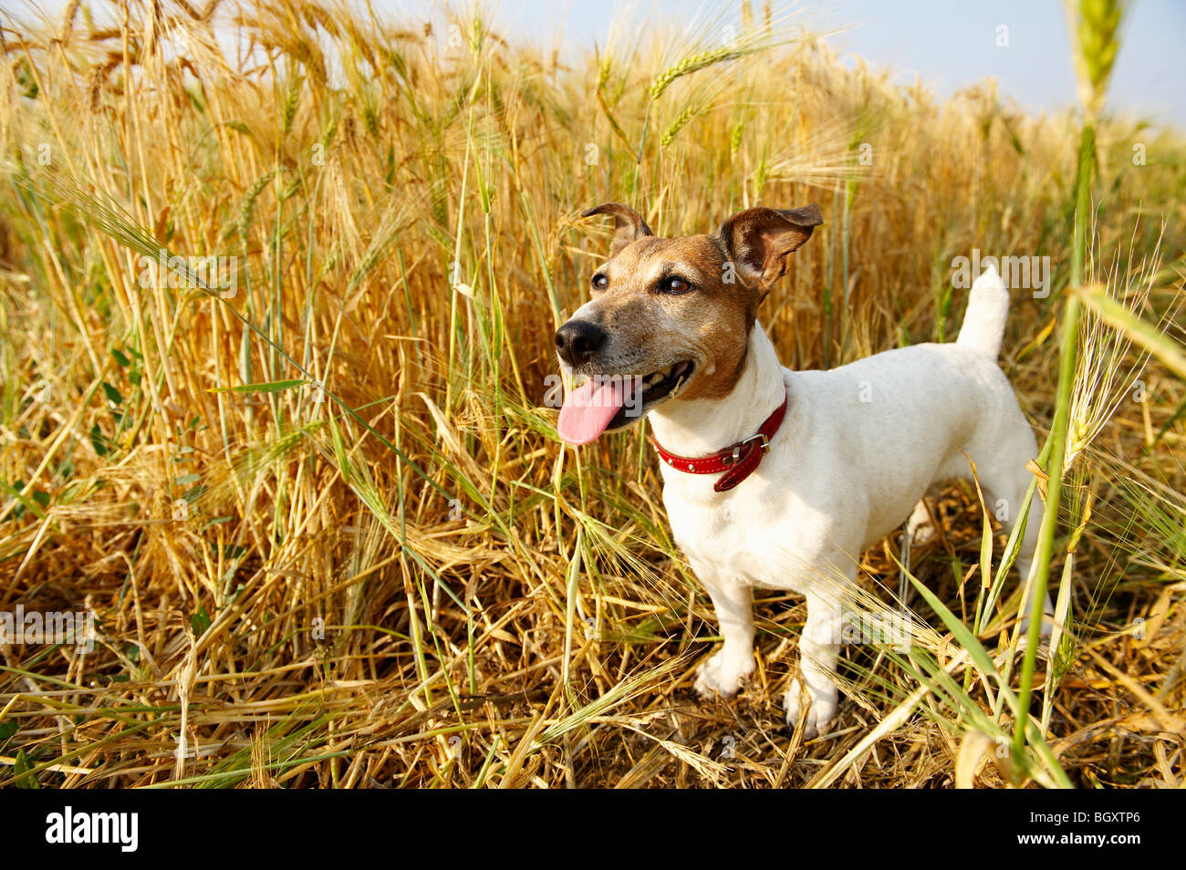 Dog in a wheat field Stock Photo - Alamy