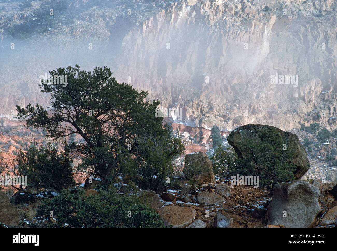 Pinon pine hi-res stock photography and images - Alamy