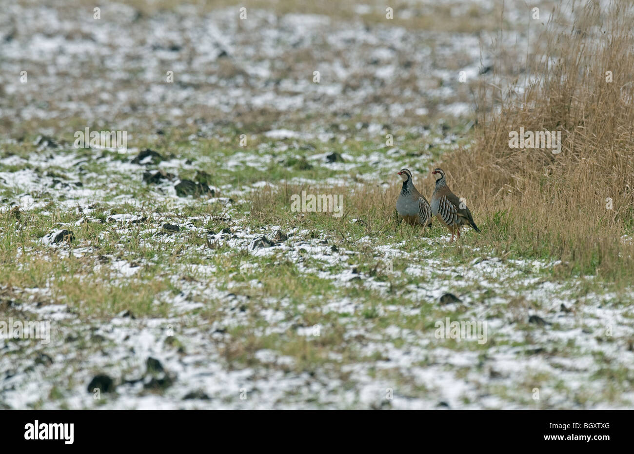Red-legged Partridge looking over snowy field Stock Photo - Alamy