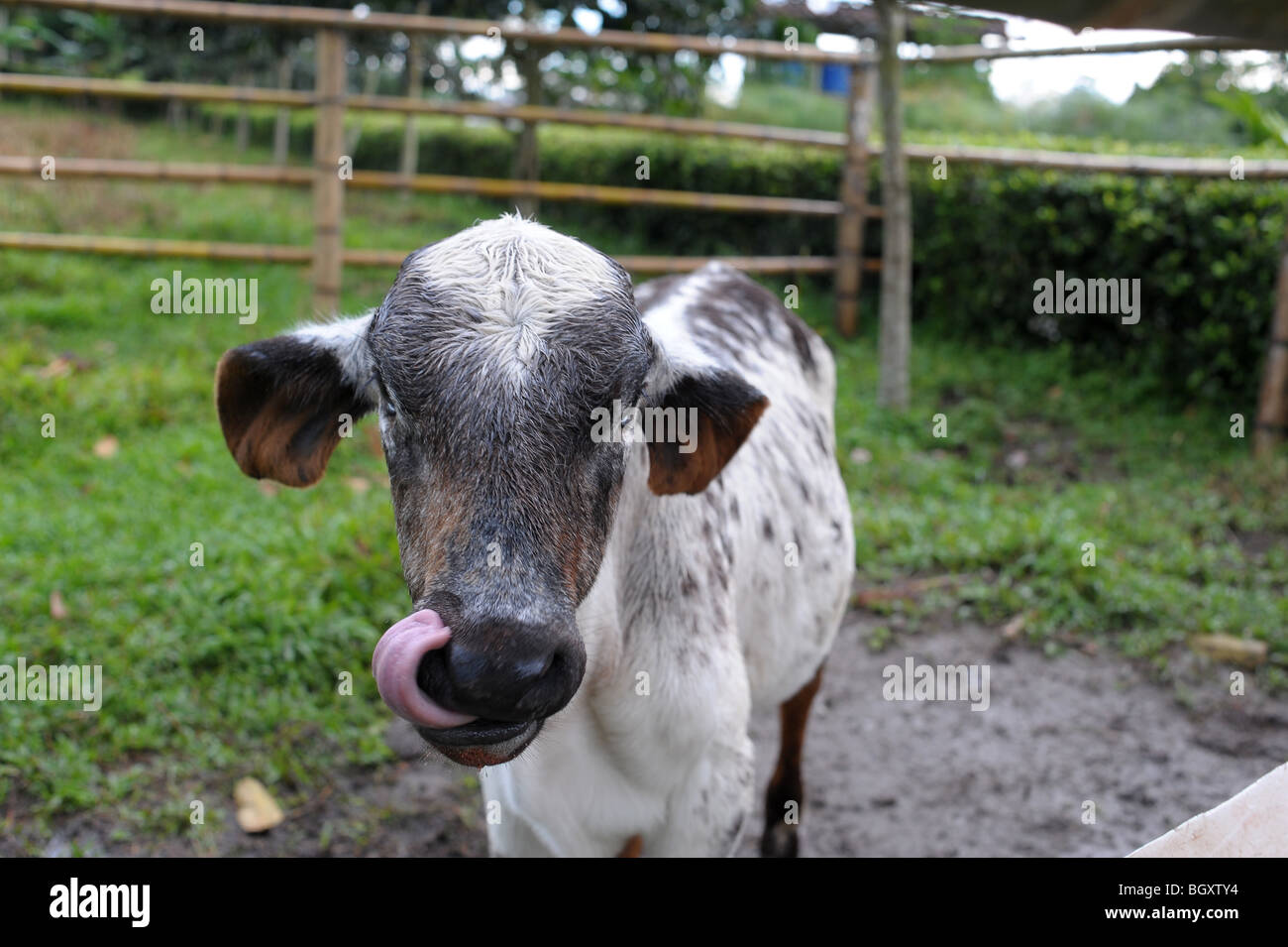 Cow licking its nose hi-res stock photography and images - Alamy