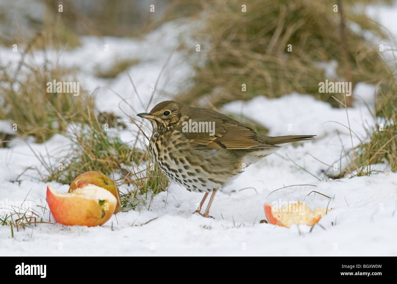Fat thrush hi-res stock photography and images - Alamy