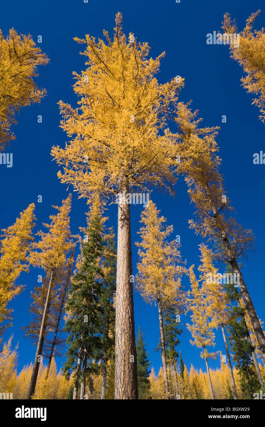 Montana tamarack forest in fall hi-res stock photography and images - Alamy