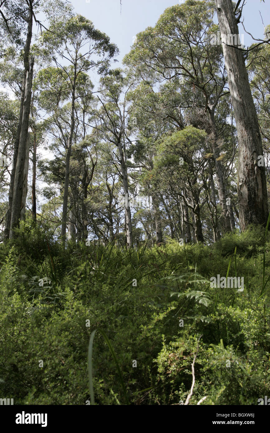 Australian forest hi-res stock photography and images - Alamy