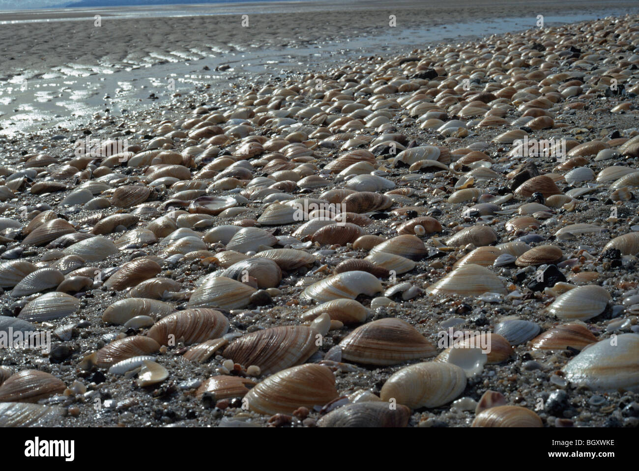 Clamshells High Resolution Stock Photography and Images - Alamy