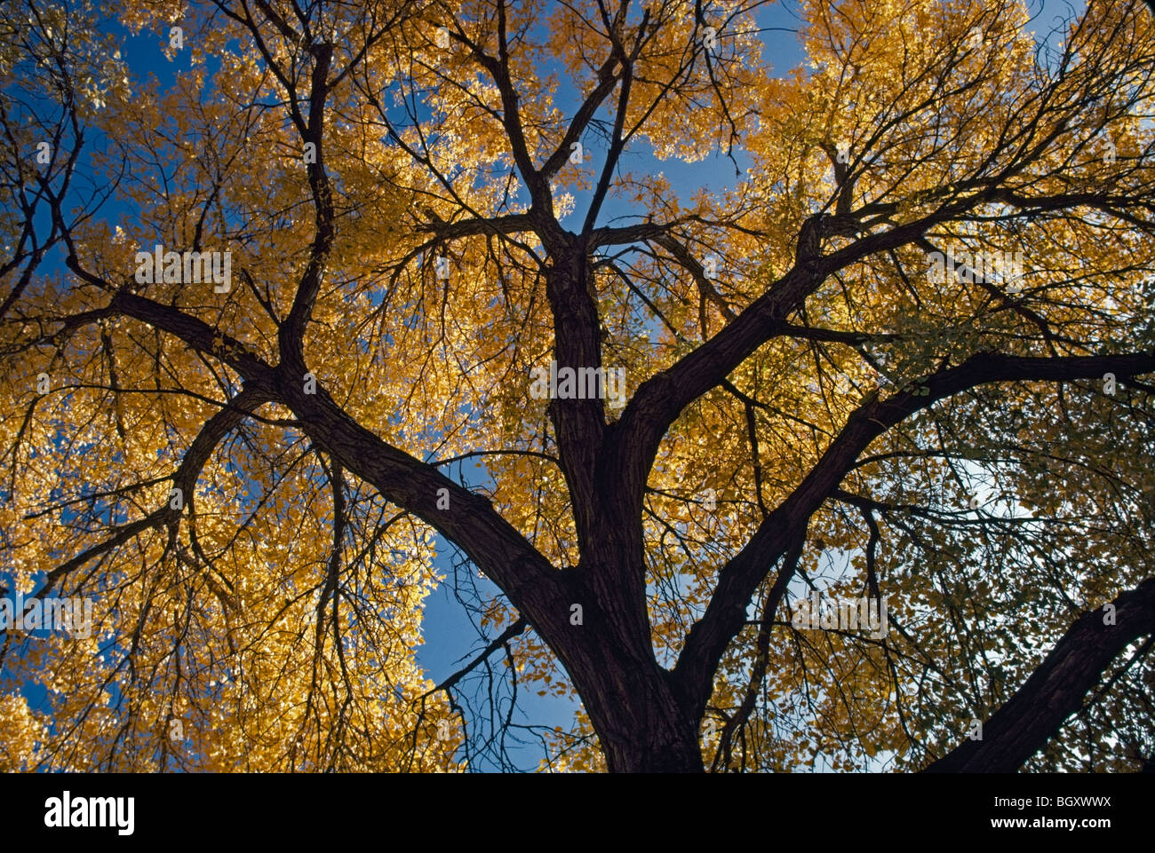 Fremont cottonwood populus fremontii hi-res stock photography and ...