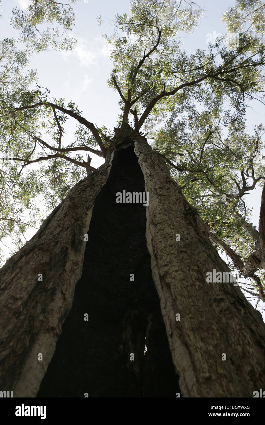 australian tree trunk hollow park nature reserve Stock Photo - Alamy
