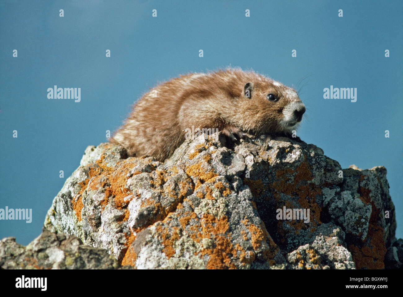 Olympic marmot (Marmota olympus Stock Photo - Alamy