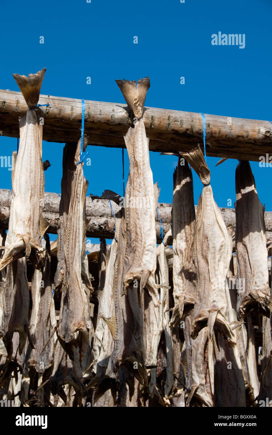 Dried fish iceland hi-res stock photography and images - Alamy